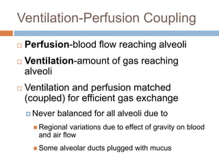 Chapter 22: Respiratory System (#3) | PPTX