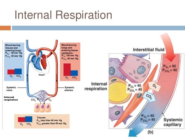 Chapter 22: Respiratory System (#3)