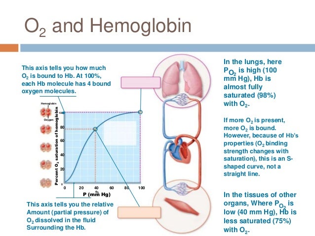 Chapter 22: Respiratory System (#3)