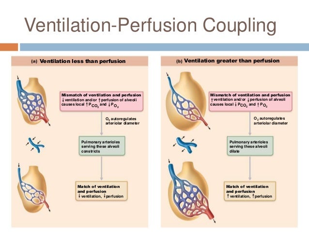 Chapter 22: Respiratory System (#3)