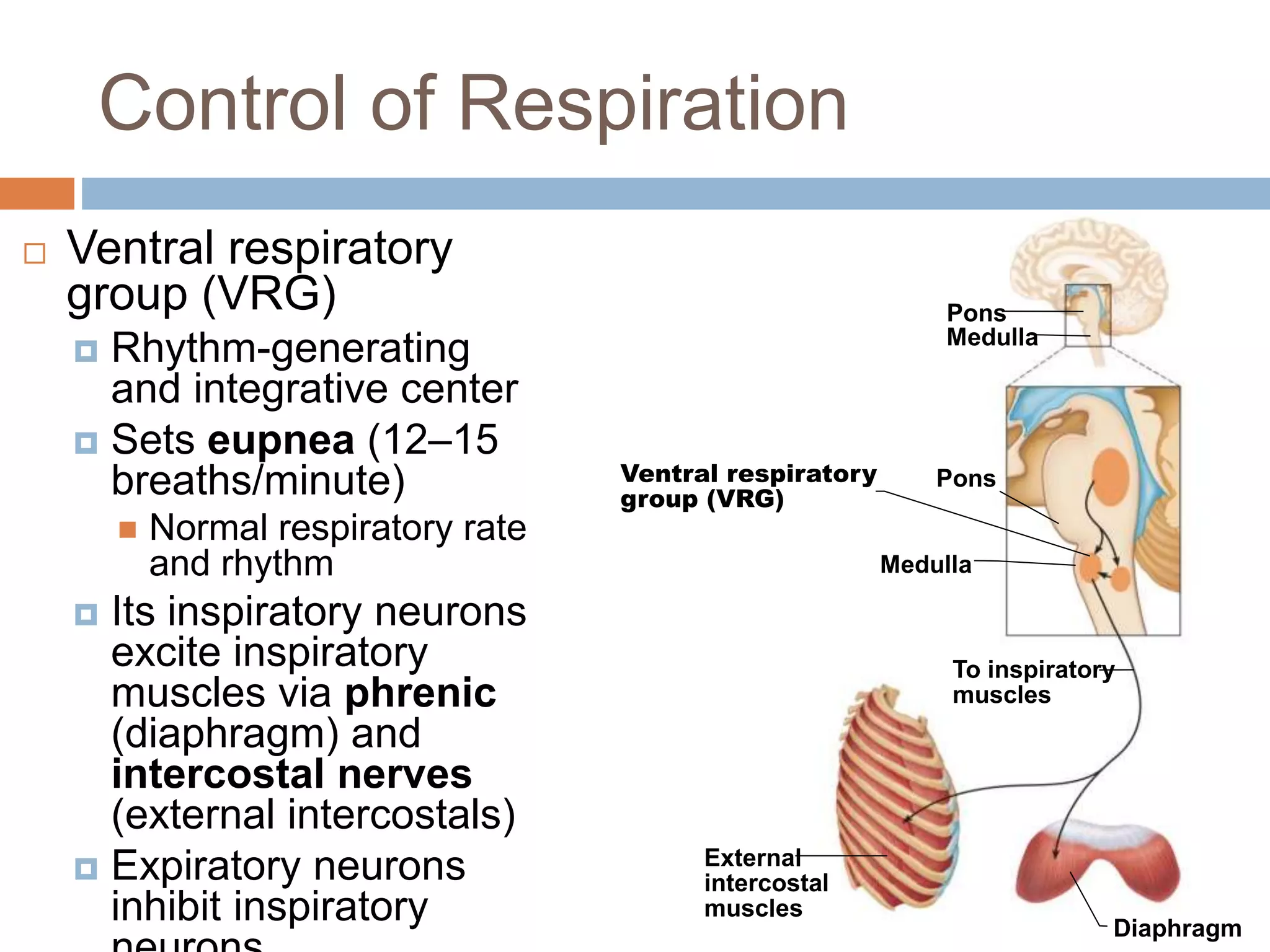Chapter 22: Respiratory System (#4) | PPTX