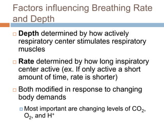 Chapter 22: Respiratory System (#4) | PPT