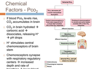 Chapter 22: Respiratory System (#4) | PPT