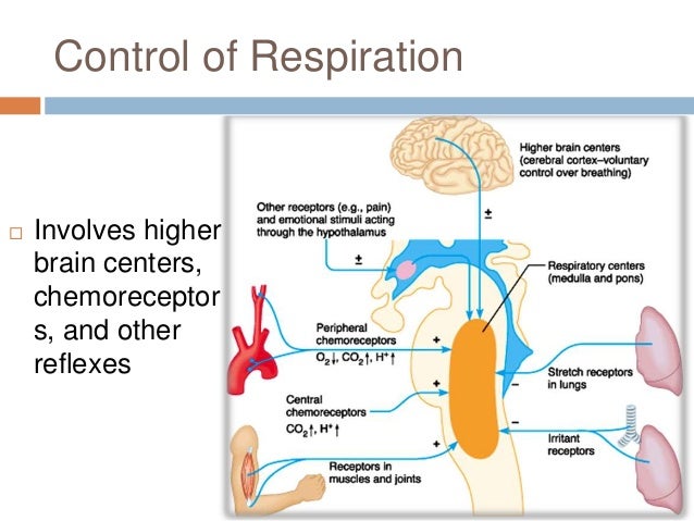 Chapter 22: Respiratory System (#4)