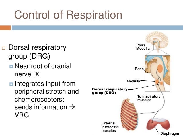 Chapter 22: Respiratory System (#4)