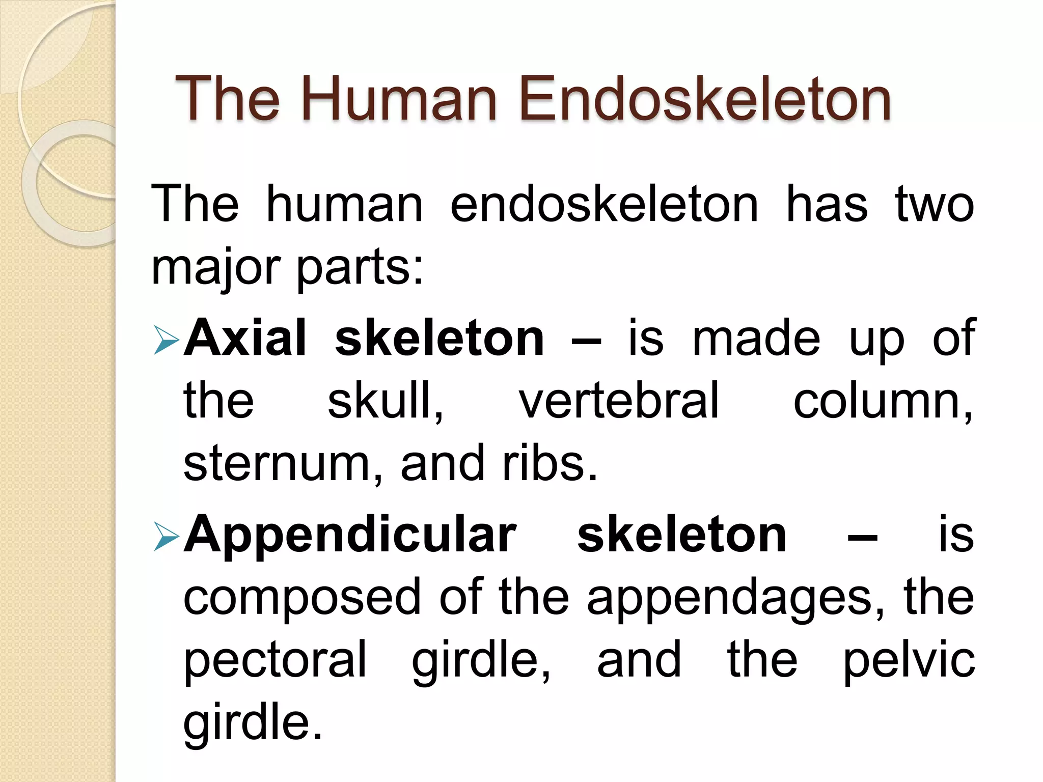 Chapter 23 Protection, Support, and Movement | PPTX
