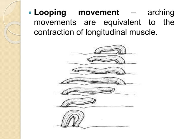 Chapter 23 Protection, Support, and Movement | PPT
