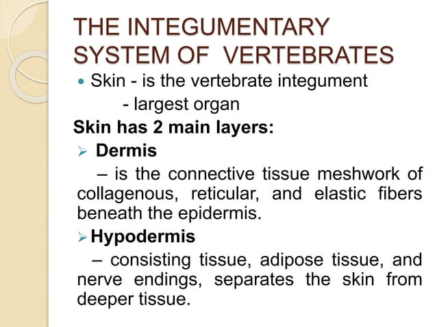 Chapter 23 Protection, Support, and Movement | PPTX | Skin and ...