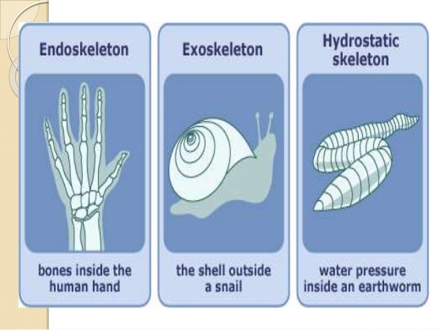 Chapter 23 Protection, Support, and Movement