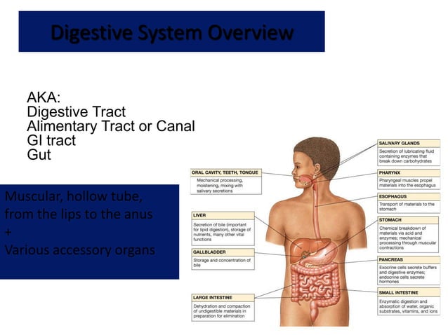 Chapter23 digestivepart1marieb | PPT