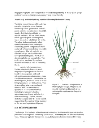 Treacheophytes | PDF