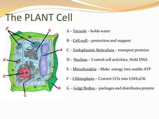 Chapter 23 notes | PPTX