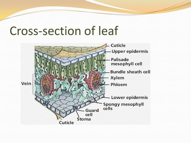 Chapter 23 Notes Pptx