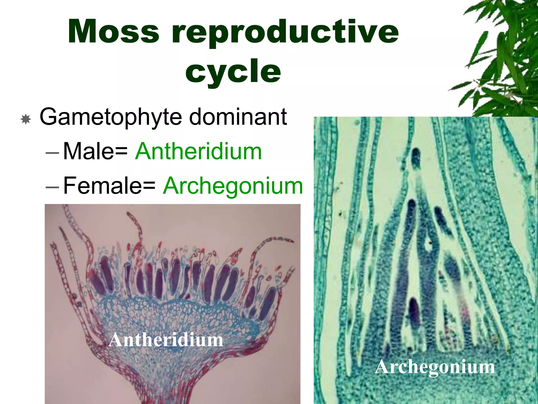 Chapter 23 Plant Reproduction.ppt