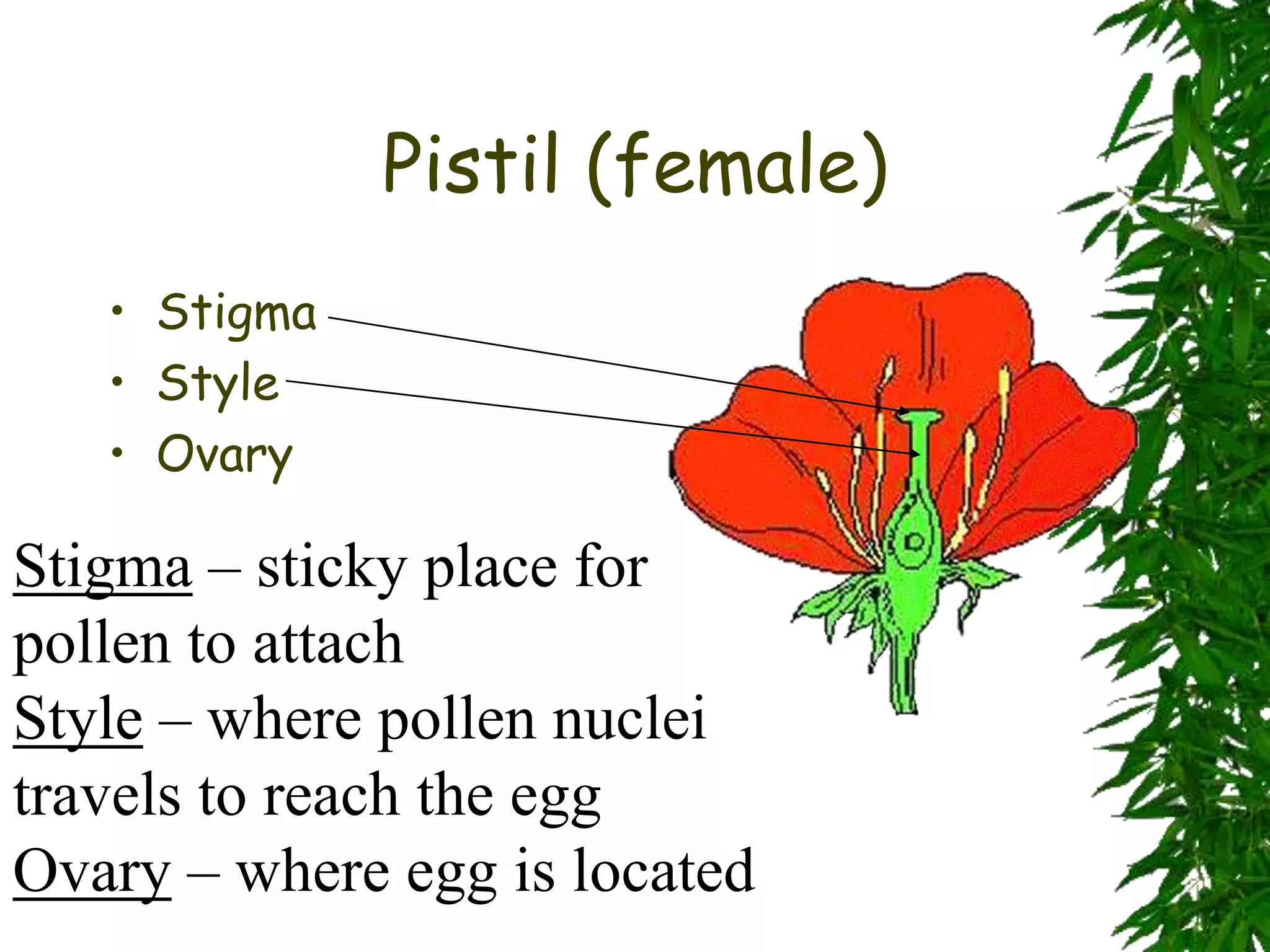Chapter 23 Plant Reproduction.ppt