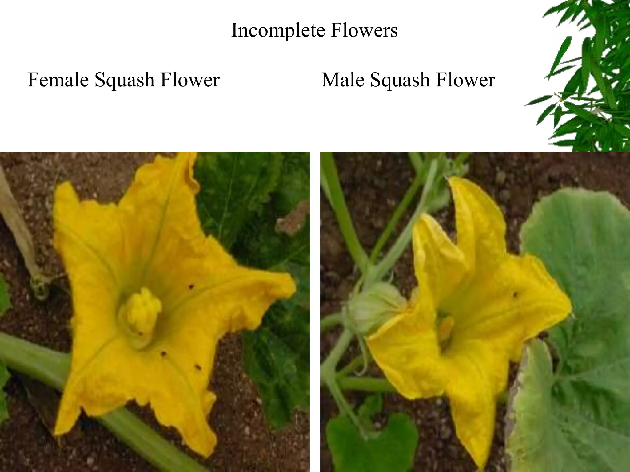 Chapter 23 Plant Reproduction.ppt