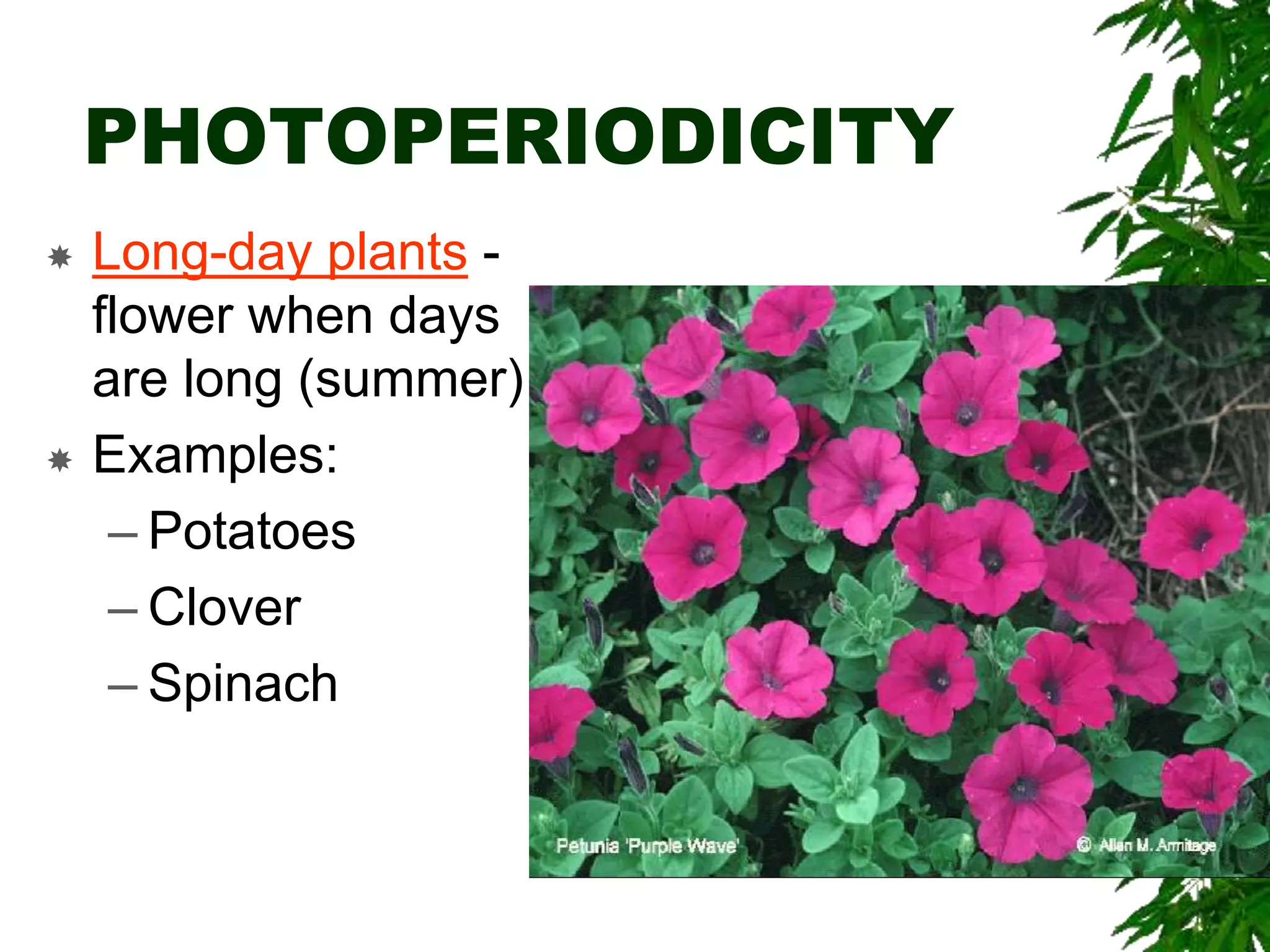 Chapter 23 Plant Reproduction.ppt