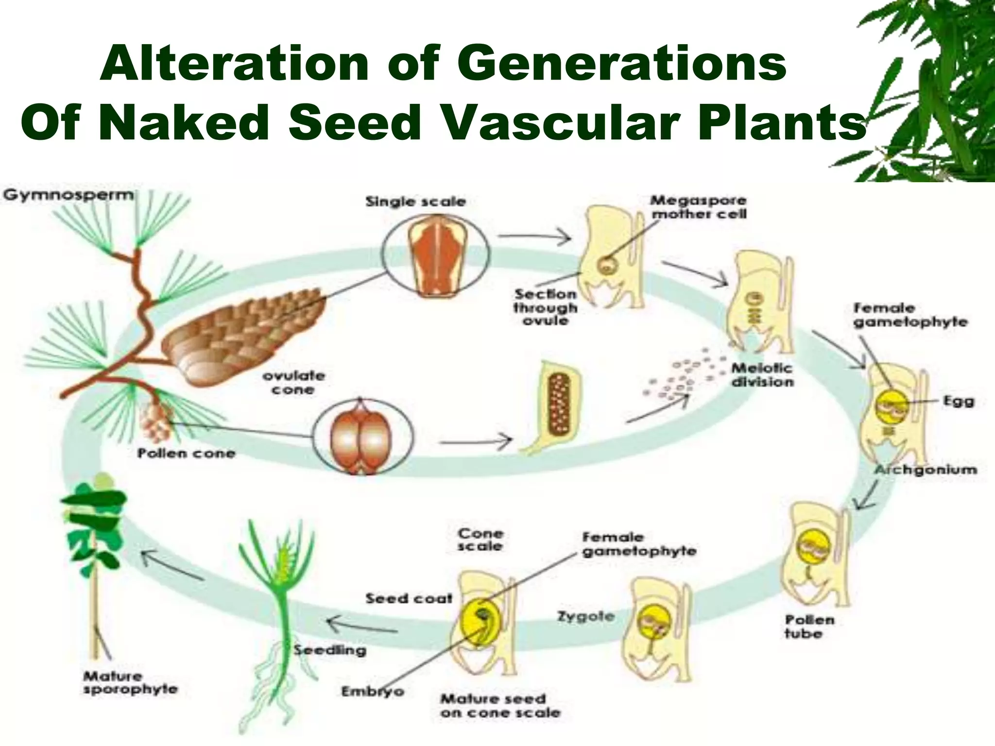 Chapter 23 Plant Reproduction.ppt
