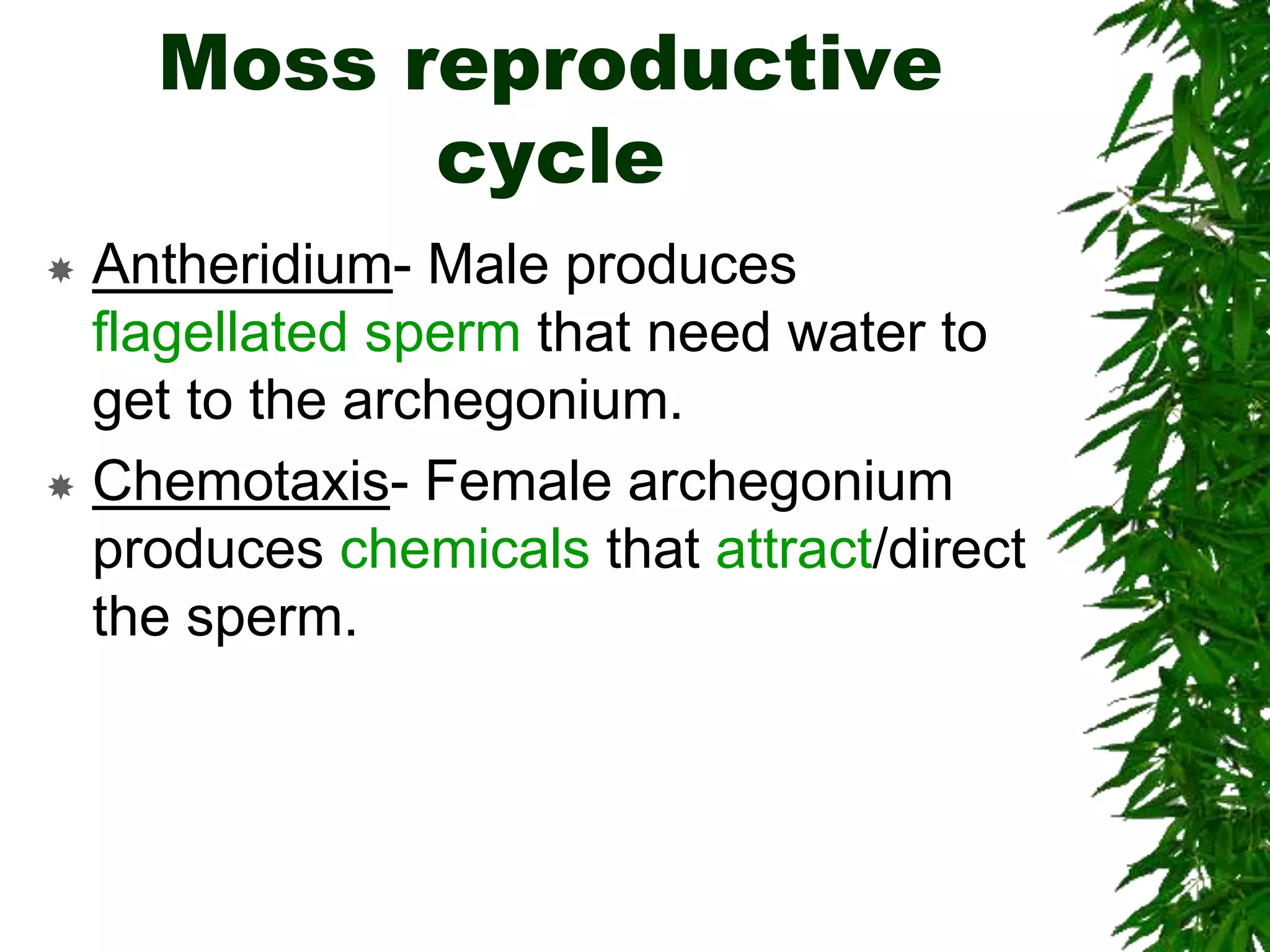 Chapter 23 Plant Reproduction.ppt