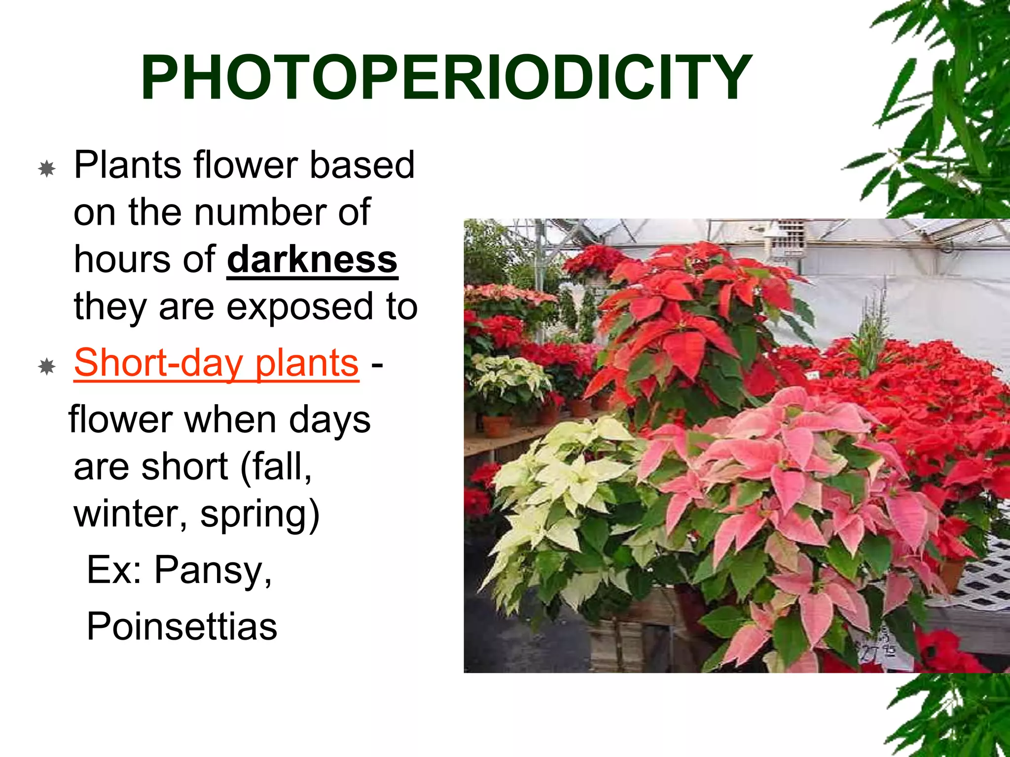 Chapter 23 Plant Reproduction.ppt