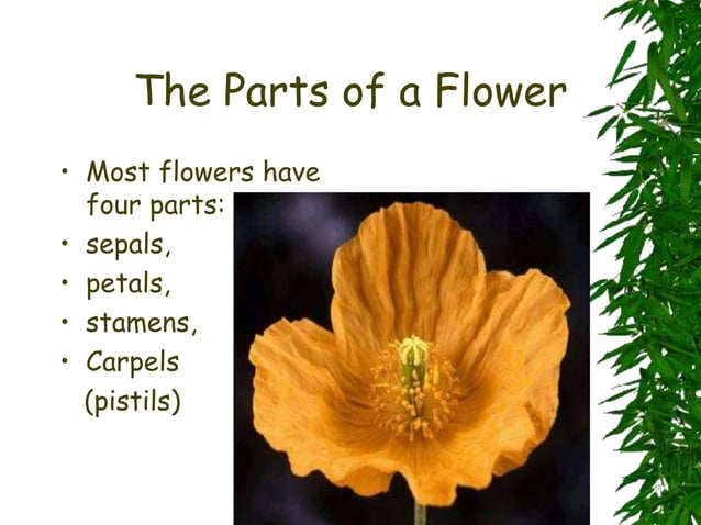 Chapter 23 Plant Reproduction.ppt