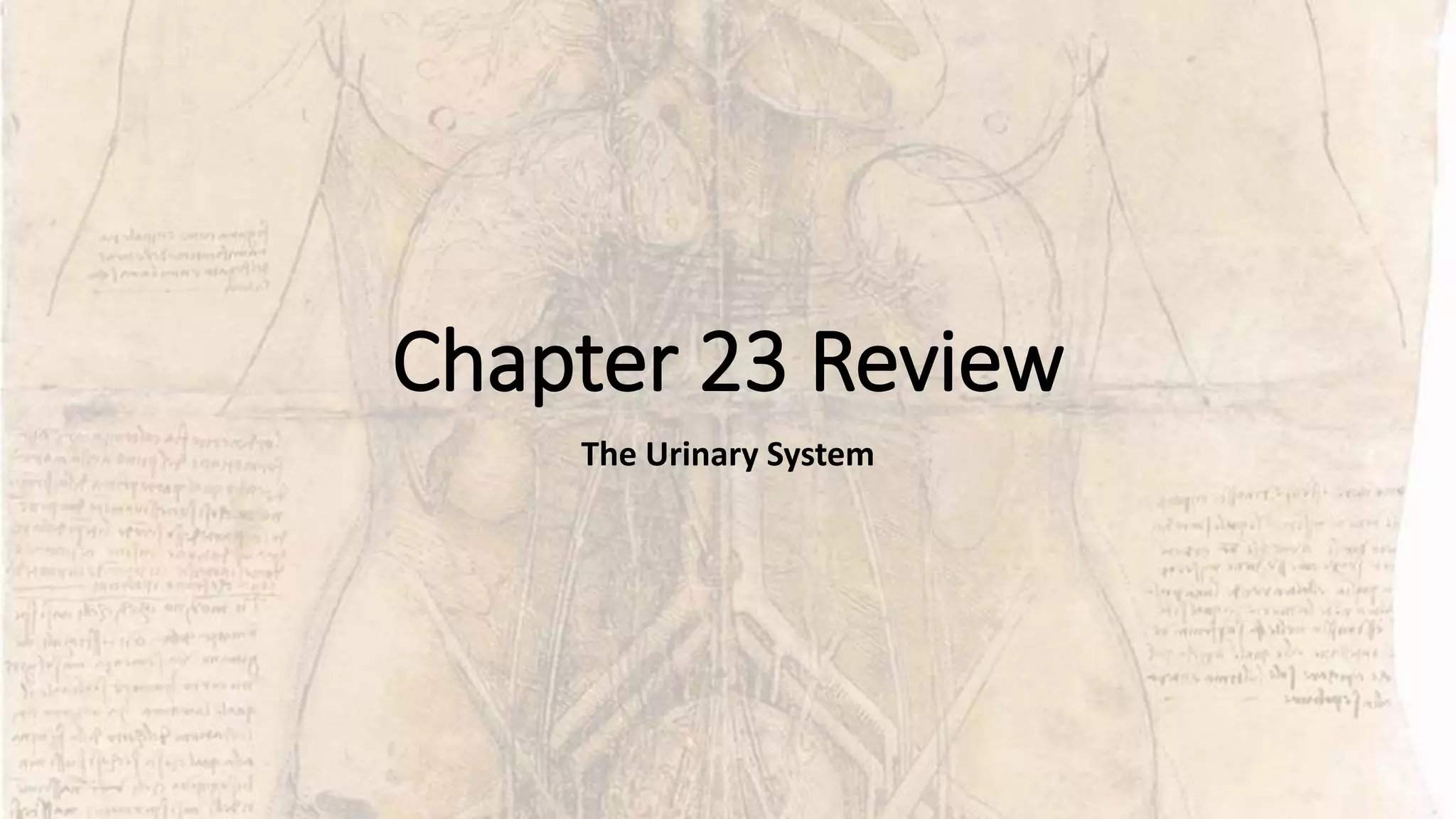 Chapter 23 review - Urinary System | PPT