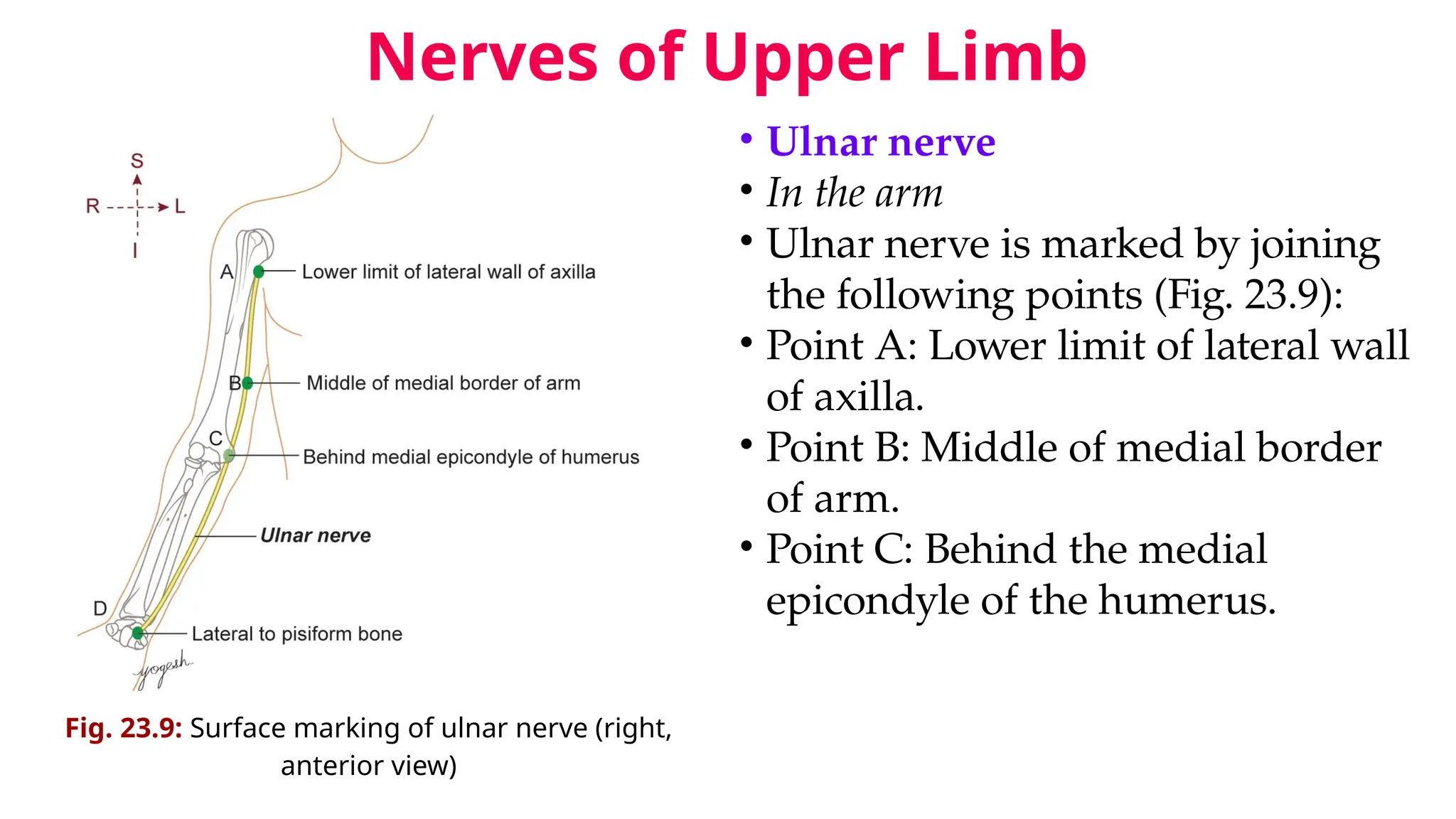 Chapter 23 Surface Marking of Upper Limb.pptx