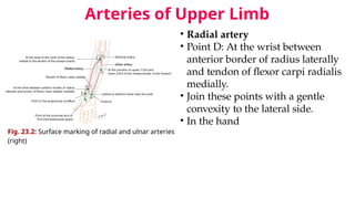 Chapter 23 Surface Marking of Upper Limb.pptx
