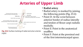 Chapter 23 Surface Marking of Upper Limb.pptx