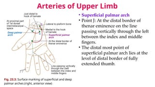 Chapter 23 Surface Marking of Upper Limb.pptx
