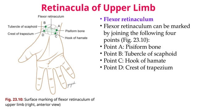 Chapter 23 Surface Marking of Upper Limb.pptx
