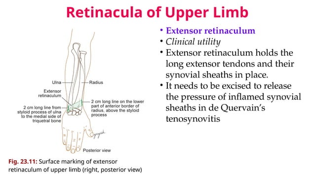 Chapter 23 Surface Marking of Upper Limb.pptx
