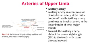 Chapter 23 Surface Marking of Upper Limb.pptx