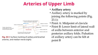 Chapter 23 Surface Marking of Upper Limb.pptx