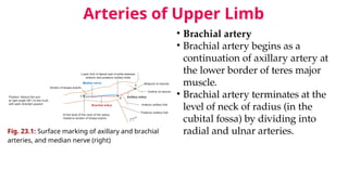 Chapter 23 Surface Marking of Upper Limb.pptx