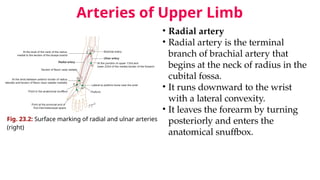 Chapter 23 Surface Marking of Upper Limb.pptx