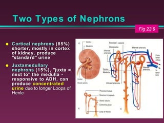 Chapter23 urinarymarieb | PPT