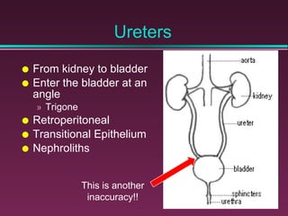 Chapter23 urinarymarieb | PPT