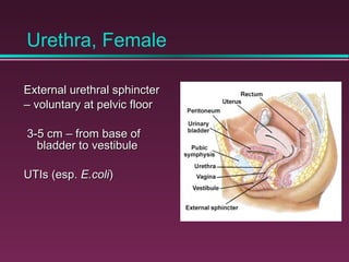 Chapter23 urinarymarieb | PPT