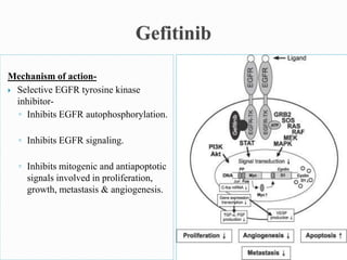 Gefitinib Mechanism Of Action