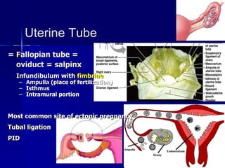Chapter24 reprofemalemarieb | PPT
