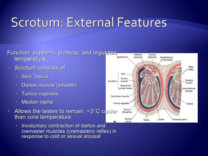 Chapter24 repromalemarieb
