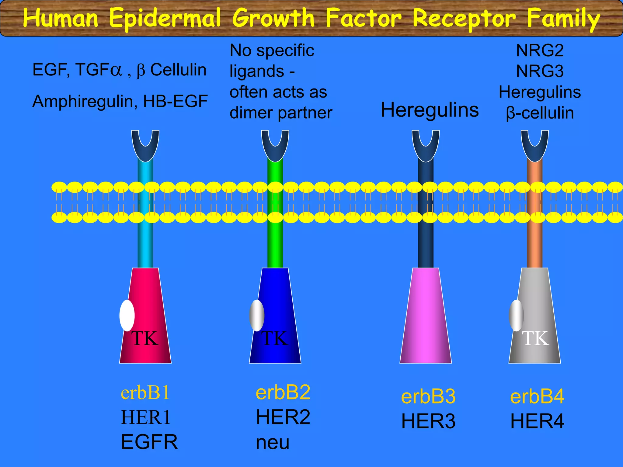 Chapter 24 tyrosine kinase inhibitors | PPT | Endocrine and Metabolic ...