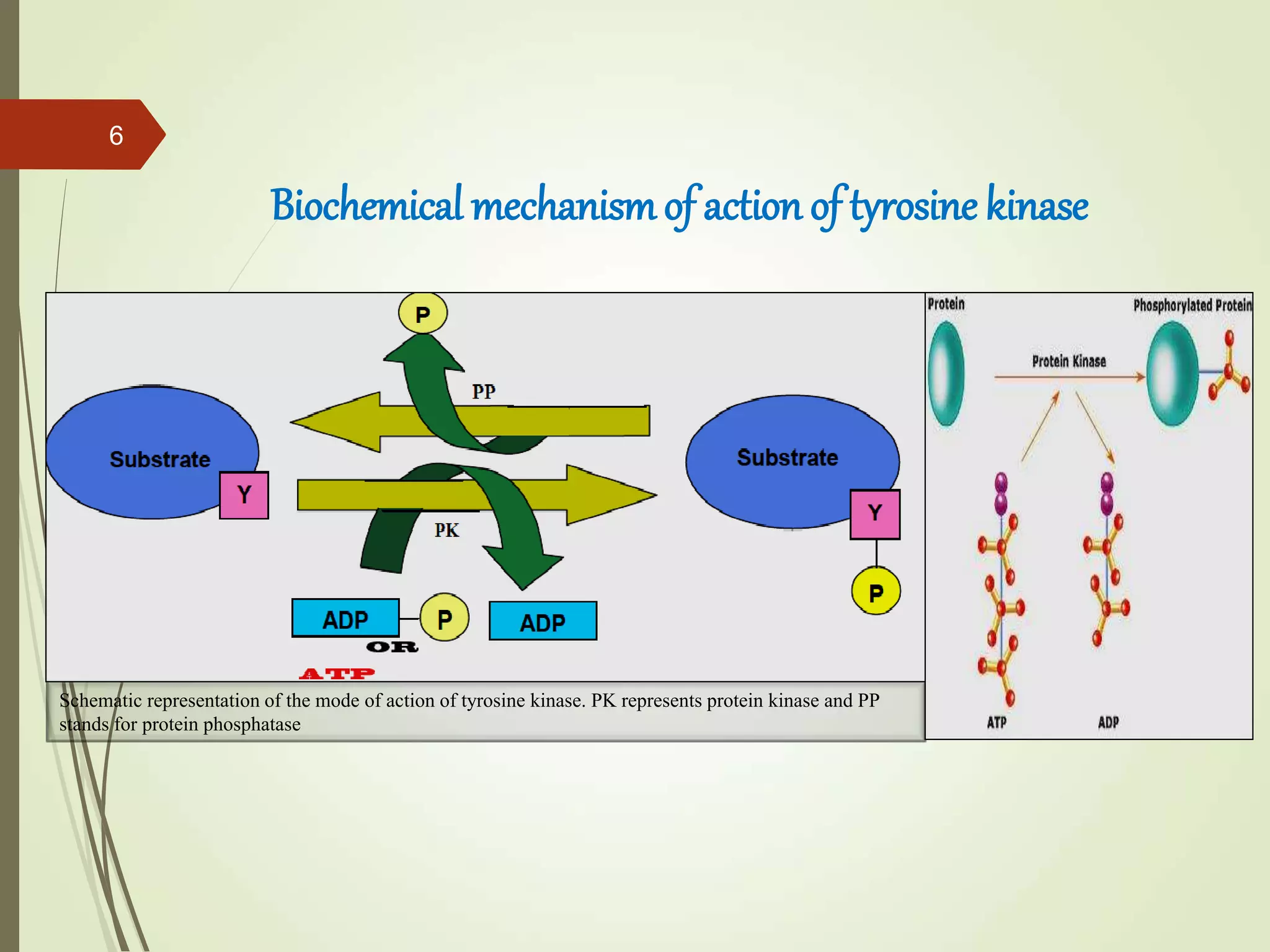 Chapter 24 tyrosine kinase inhibitors | PPT