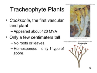 Chapter 25 | PPT | Gardening | Home & Garden