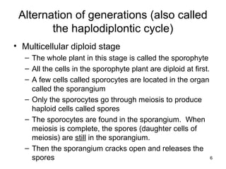 Chapter 25 | PPT | Gardening | Home & Garden
