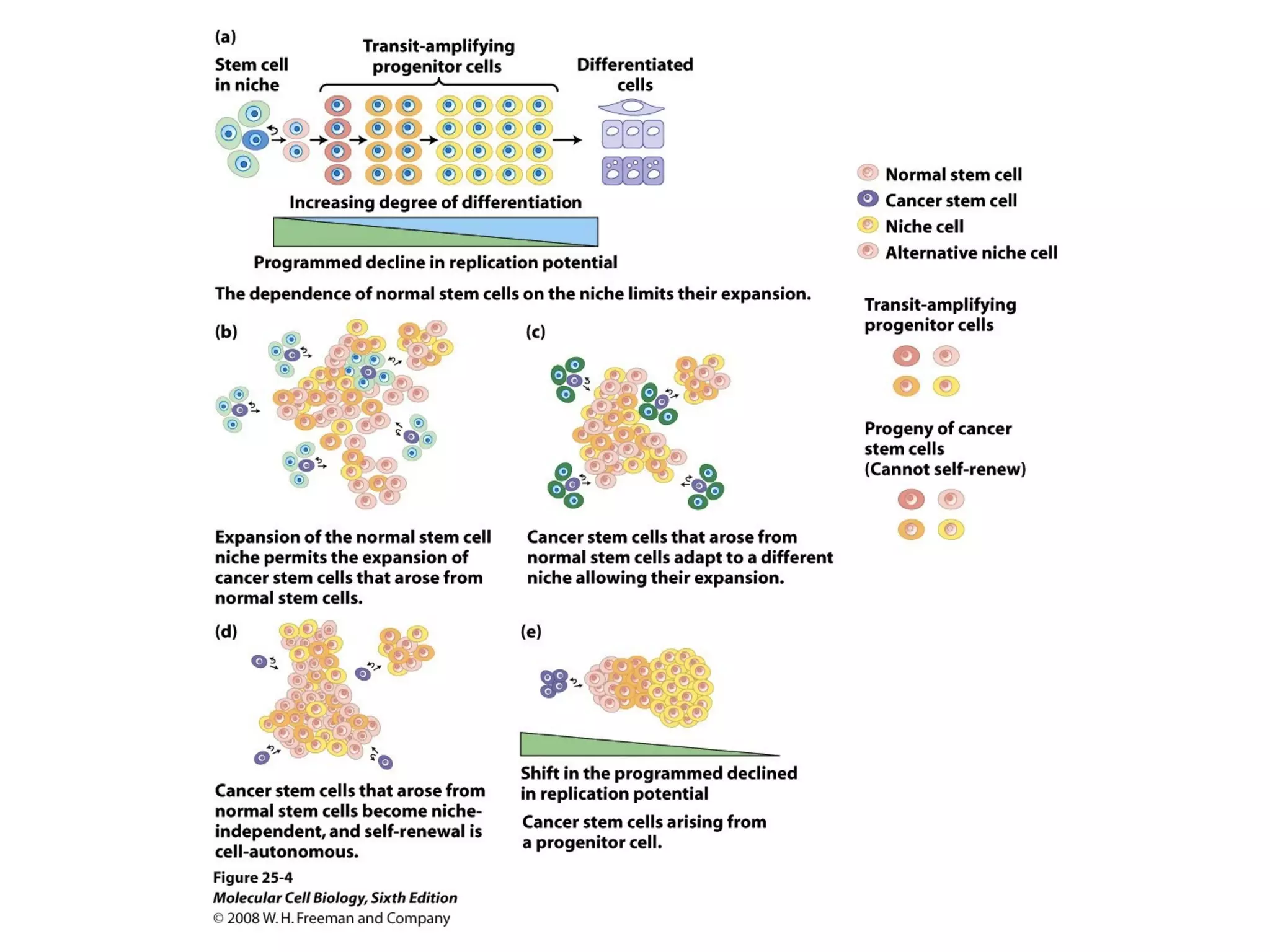 Molecular Cell Biology Lodish 6th.ppt - Chapter 25 cancer | PPT