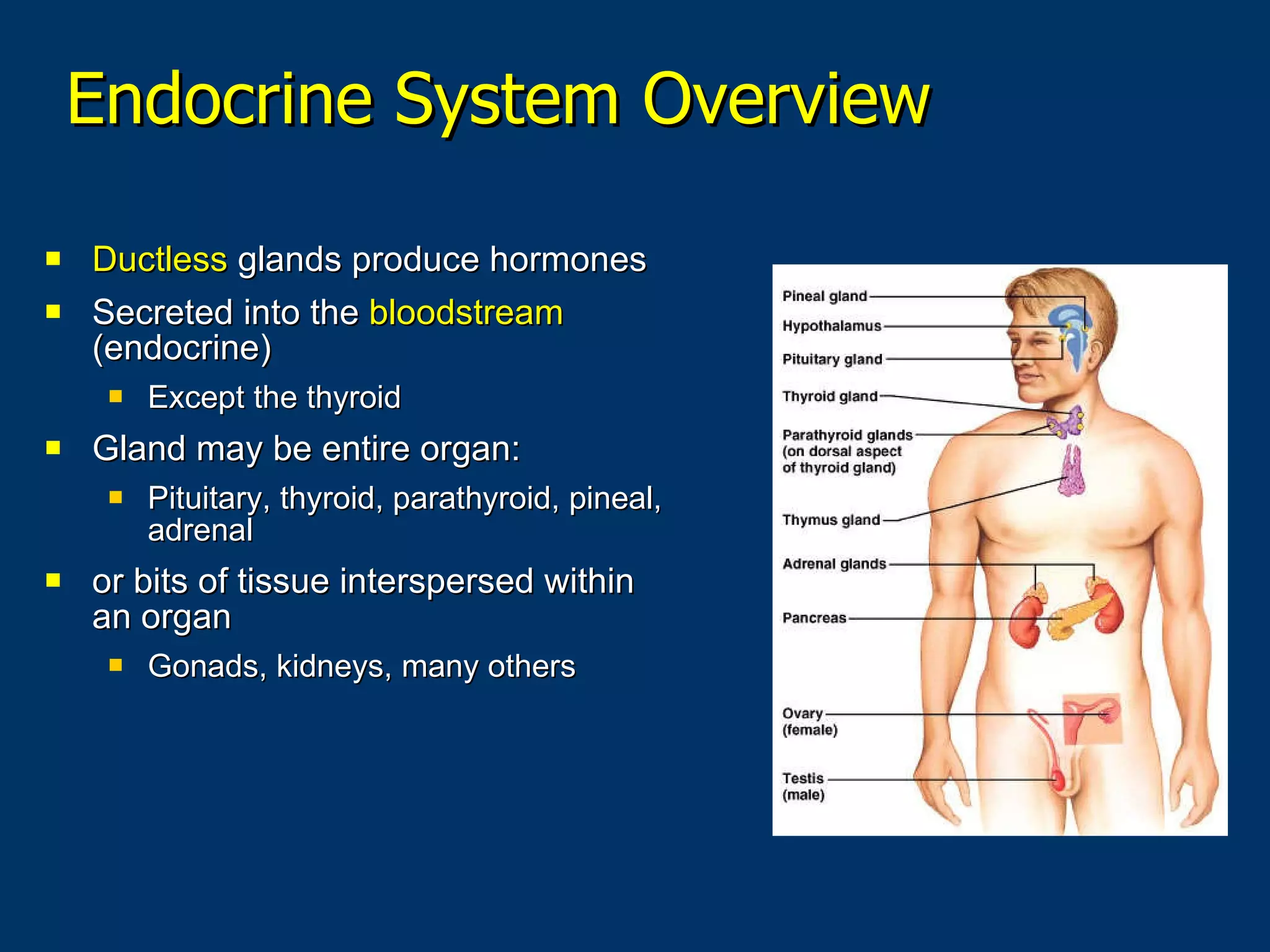 Chapter25 endopart1marieb | PPT