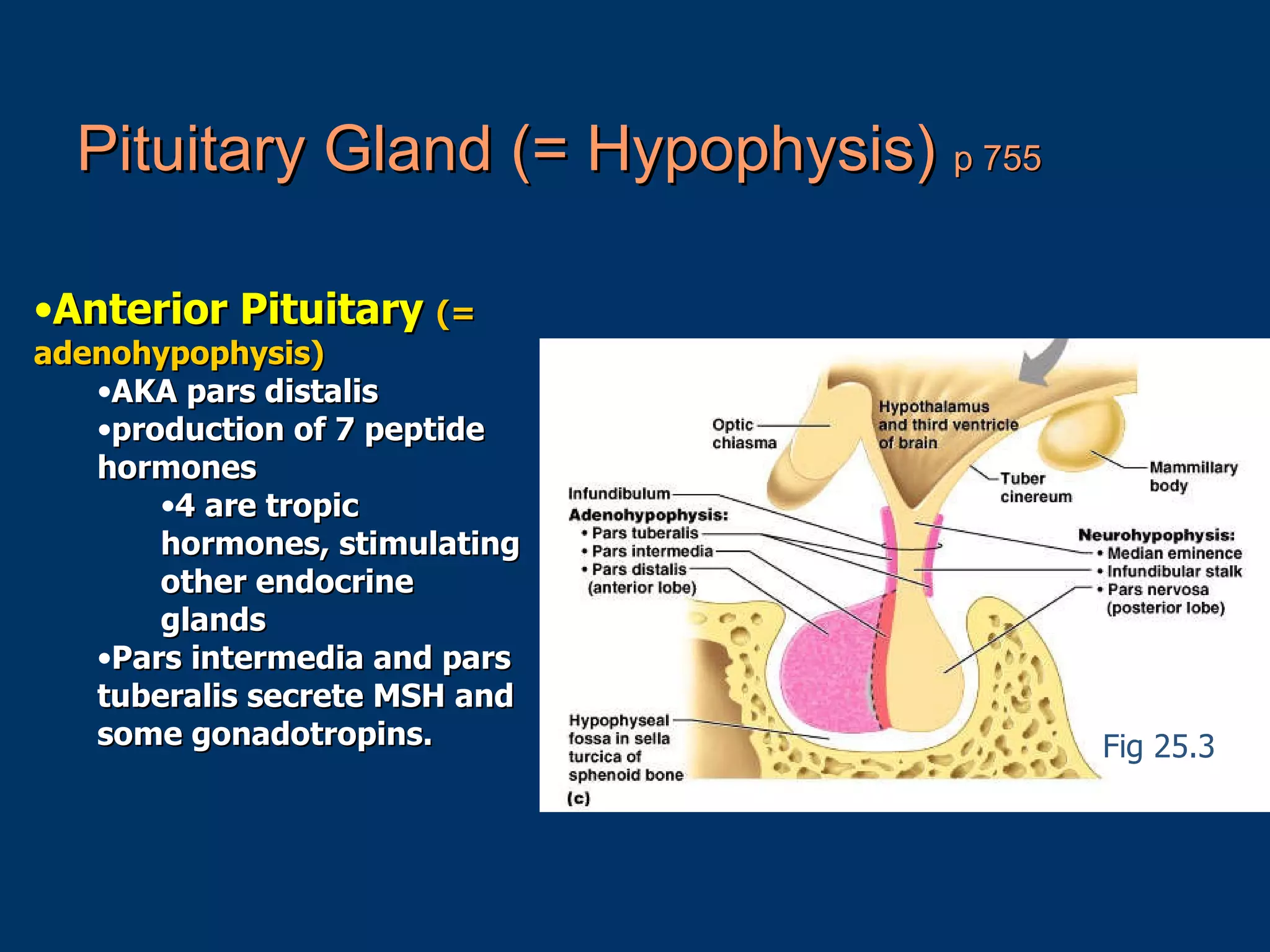 Chapter25 endopart1marieb | PPT