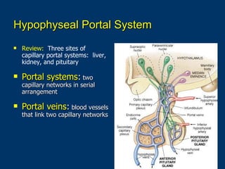 Chapter25 endopart1marieb | PPT